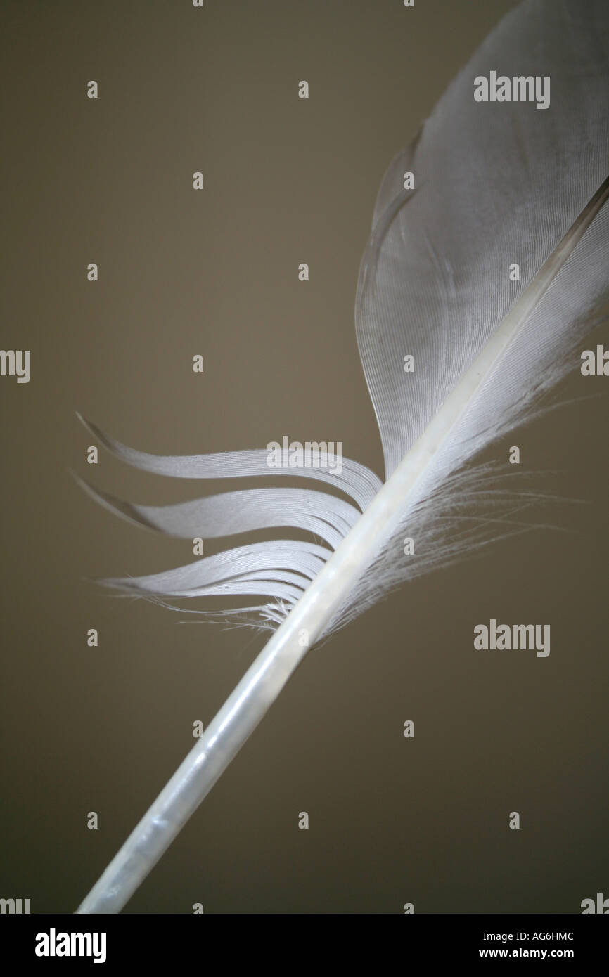 Plume pen hi-res stock photography and images - Alamy