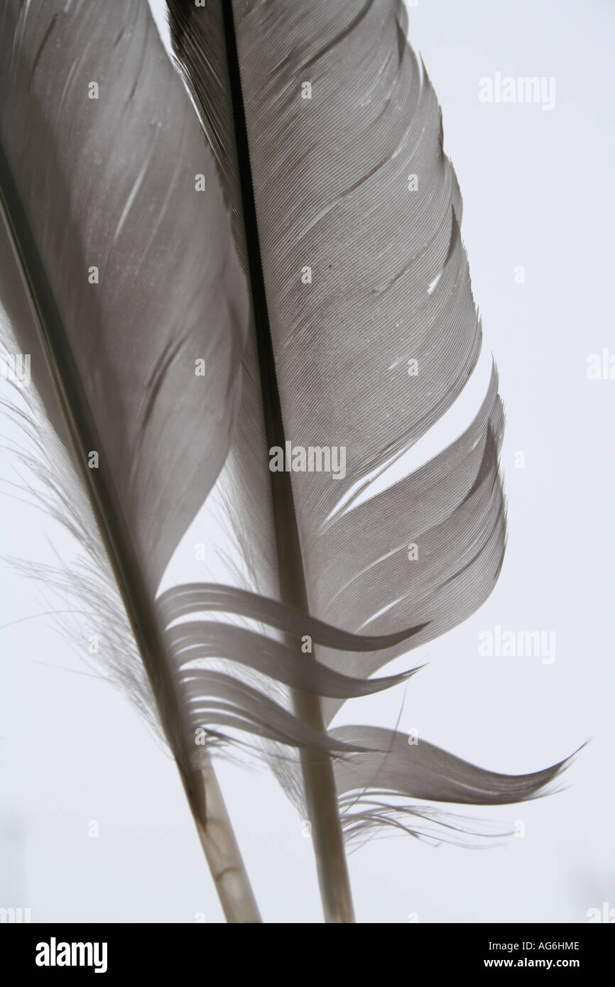 Plume pen hi-res stock photography and images - Alamy