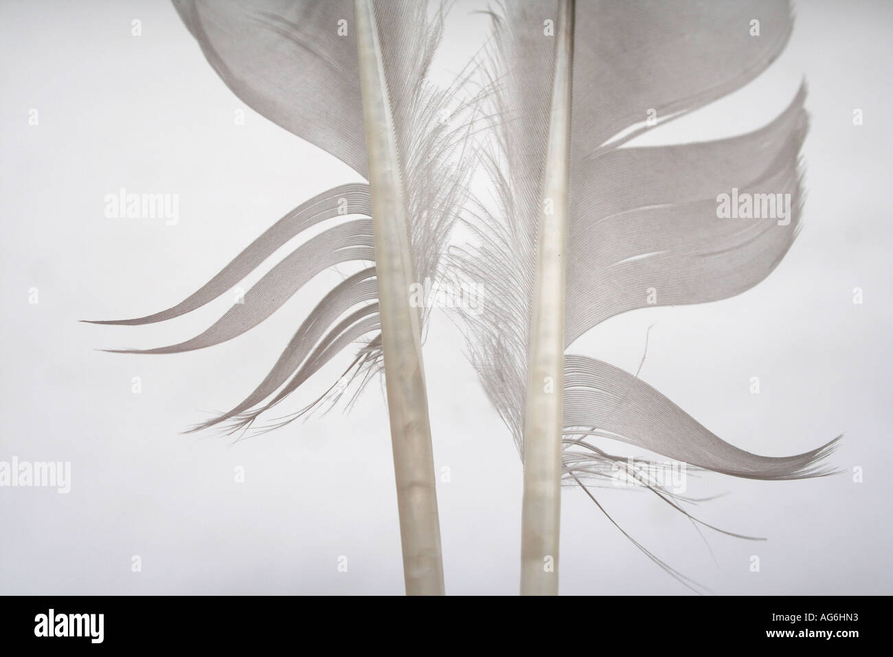 Plume pen hi-res stock photography and images - Alamy