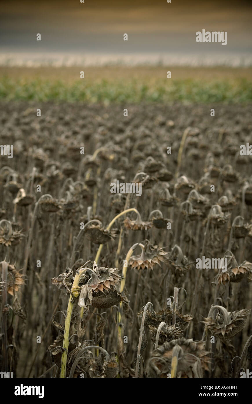 Dead Sunflowers High Resolution Stock Photography and Images - Alamy