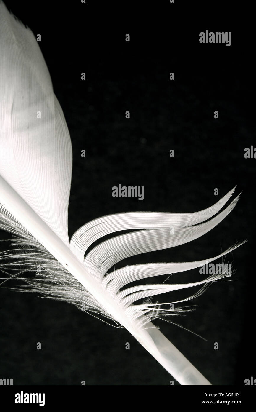 Feather pen hi-res stock photography and images - Alamy
