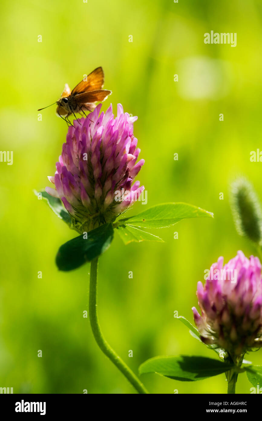 Clower flower hi-res stock photography and images - Alamy