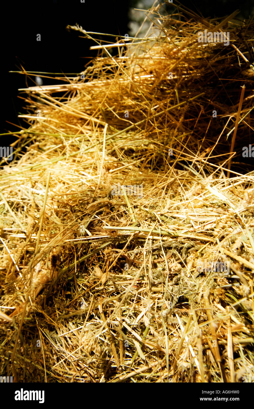hay strow to feed animals during winter time Stock Photo - Alamy