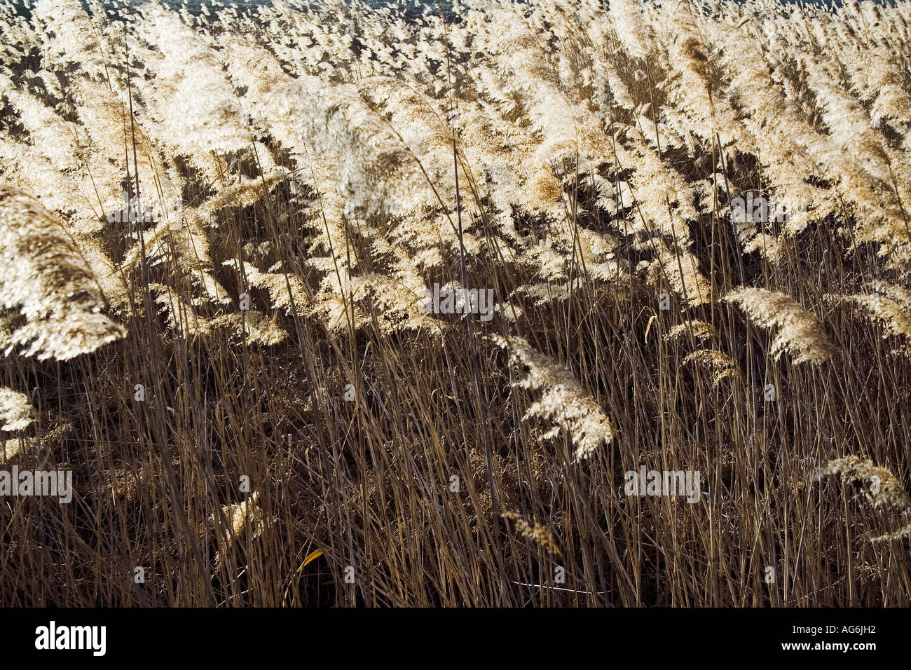 Marsh reed grass hi-res stock photography and images - Alamy