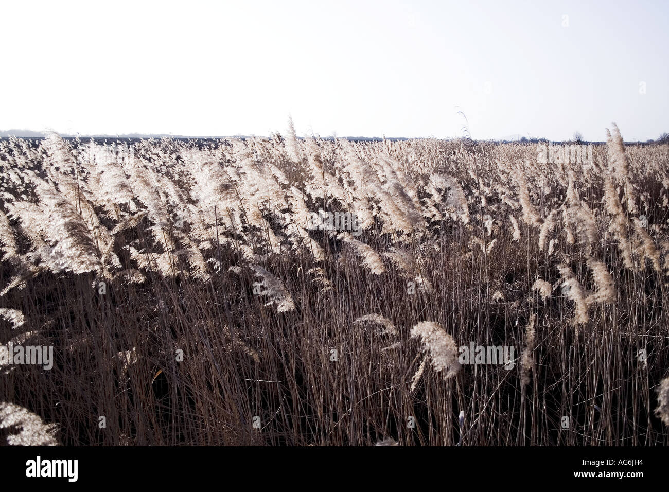 Marsh reed grass hi-res stock photography and images - Alamy