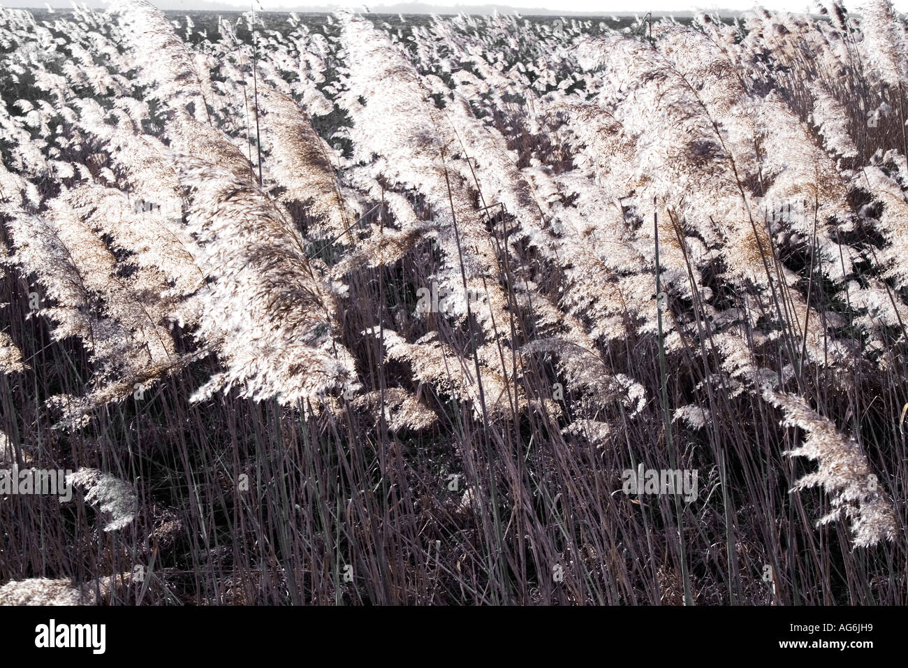 Reed phragmites communis hi-res stock photography and images - Alamy