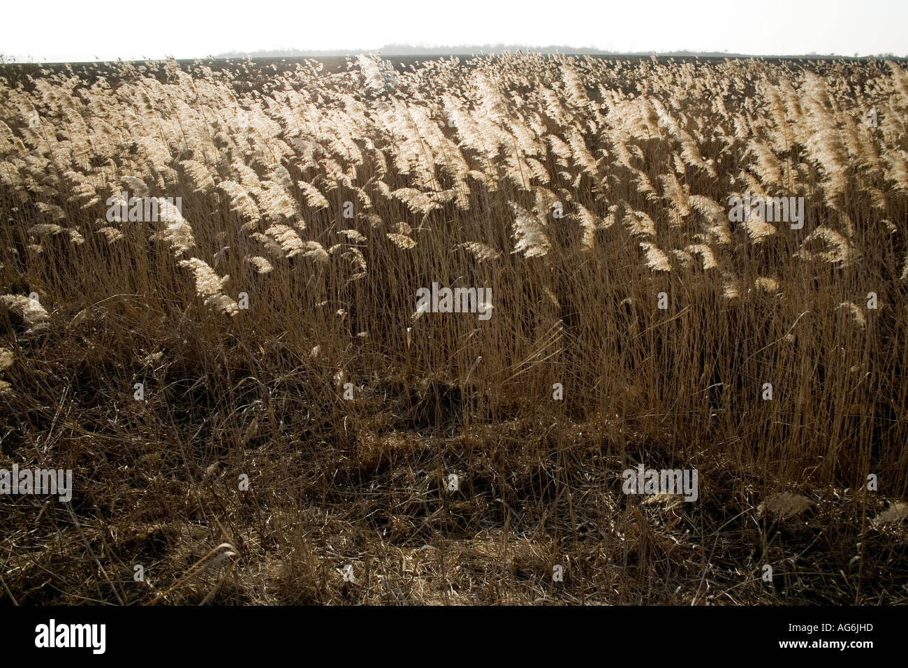 Marsh reed grass hi-res stock photography and images - Alamy