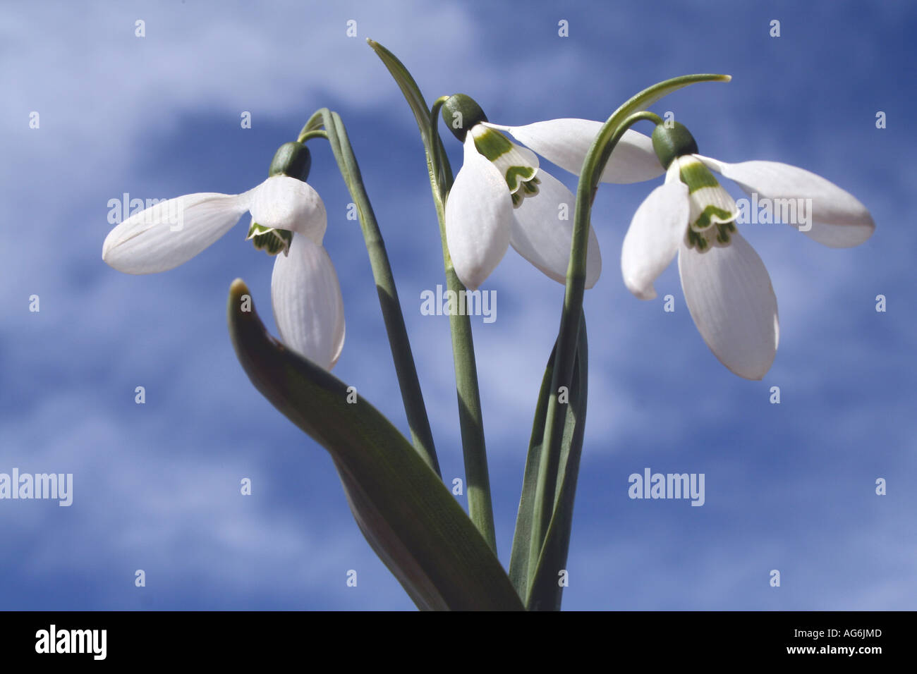 Snowdrop silhouette hi-res stock photography and images - Alamy