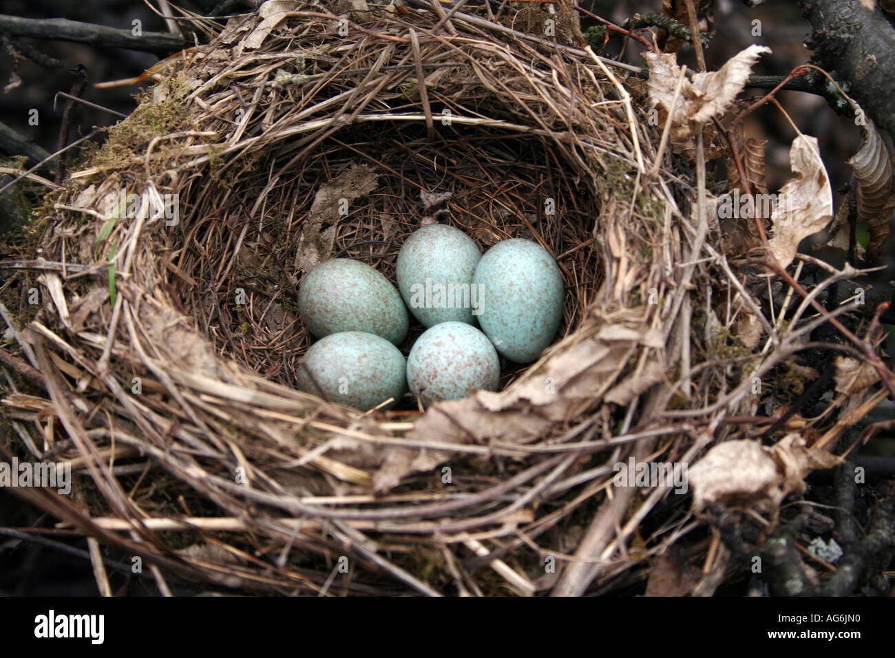 Brooding hi-res stock photography and images - Alamy