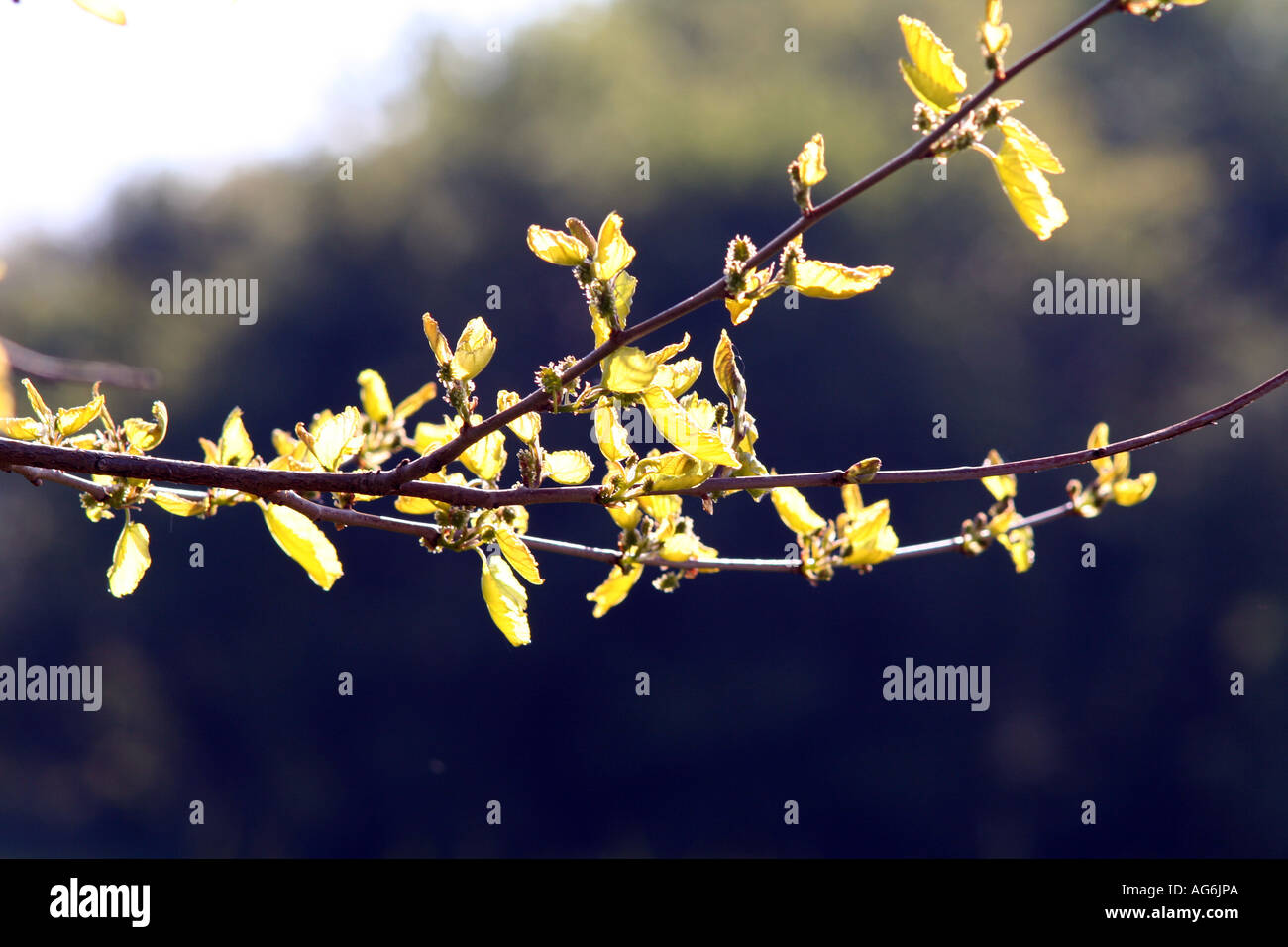 Floweret hi-res stock photography and images - Alamy