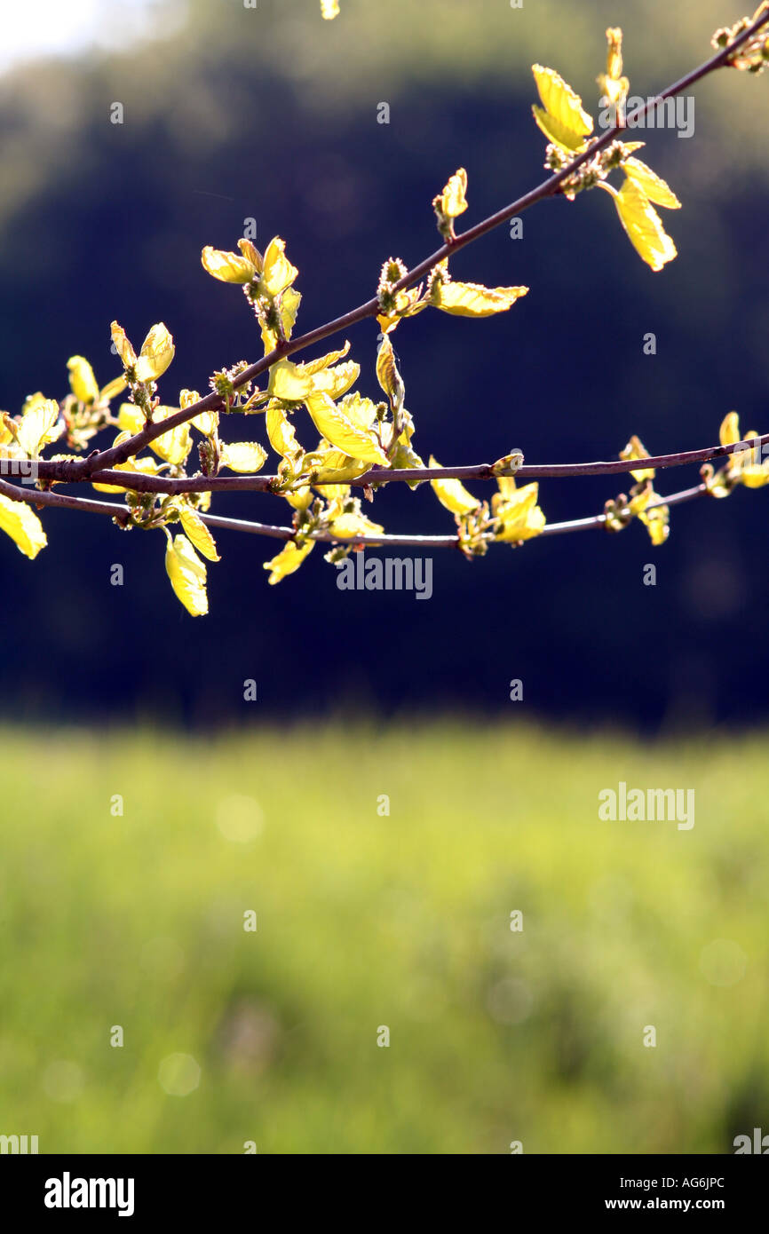 Floweret hi-res stock photography and images - Alamy