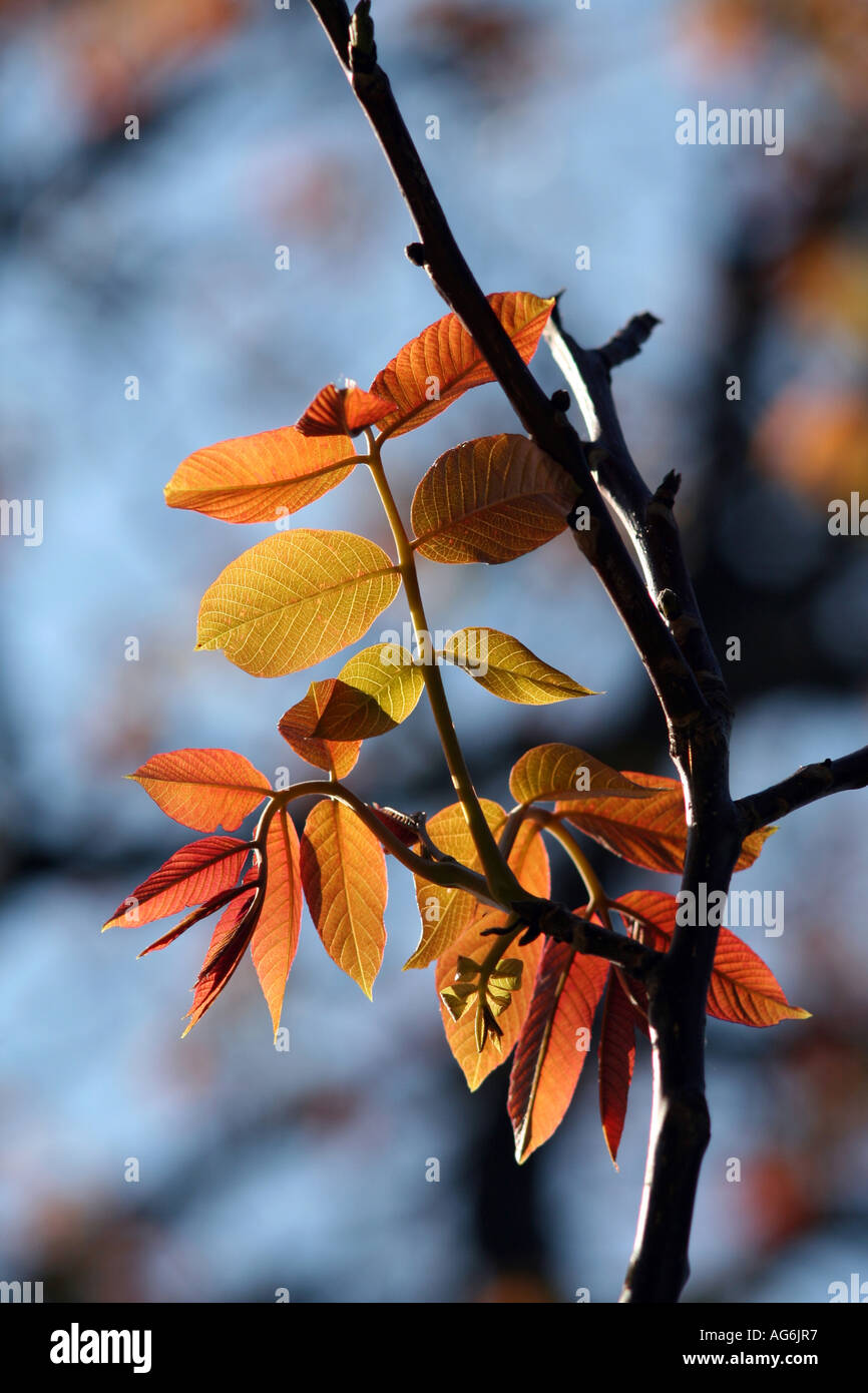 Walnut tree wood hi-res stock photography and images - Alamy