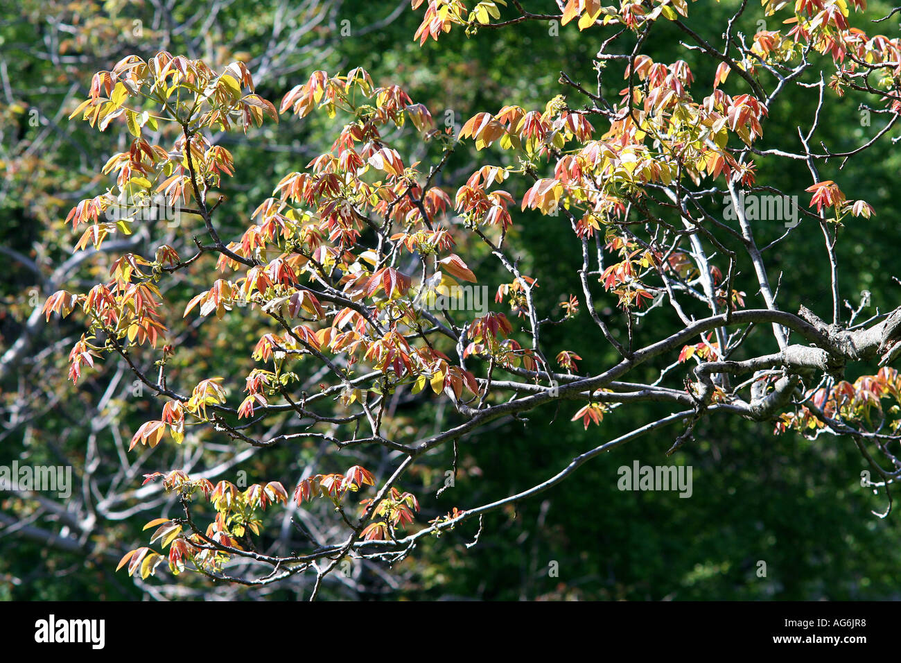 Walnut tree wood hi-res stock photography and images - Alamy
