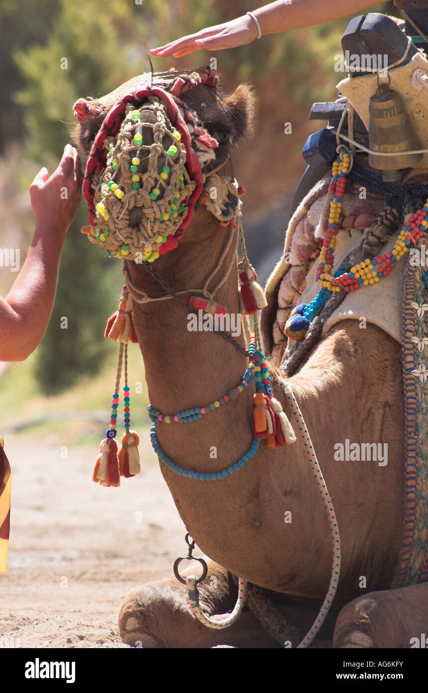Camel at beach Turkey Bodrum August 2007 Stock Photo - Alamy