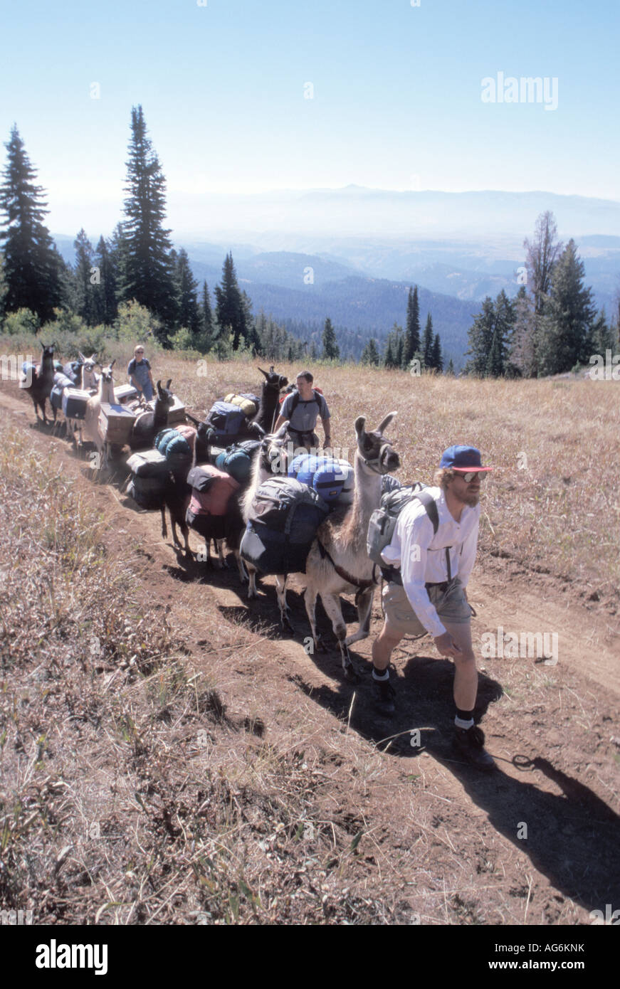 Walking Pack Llamas Along A Mountain Ridge Stock Photo - Alamy