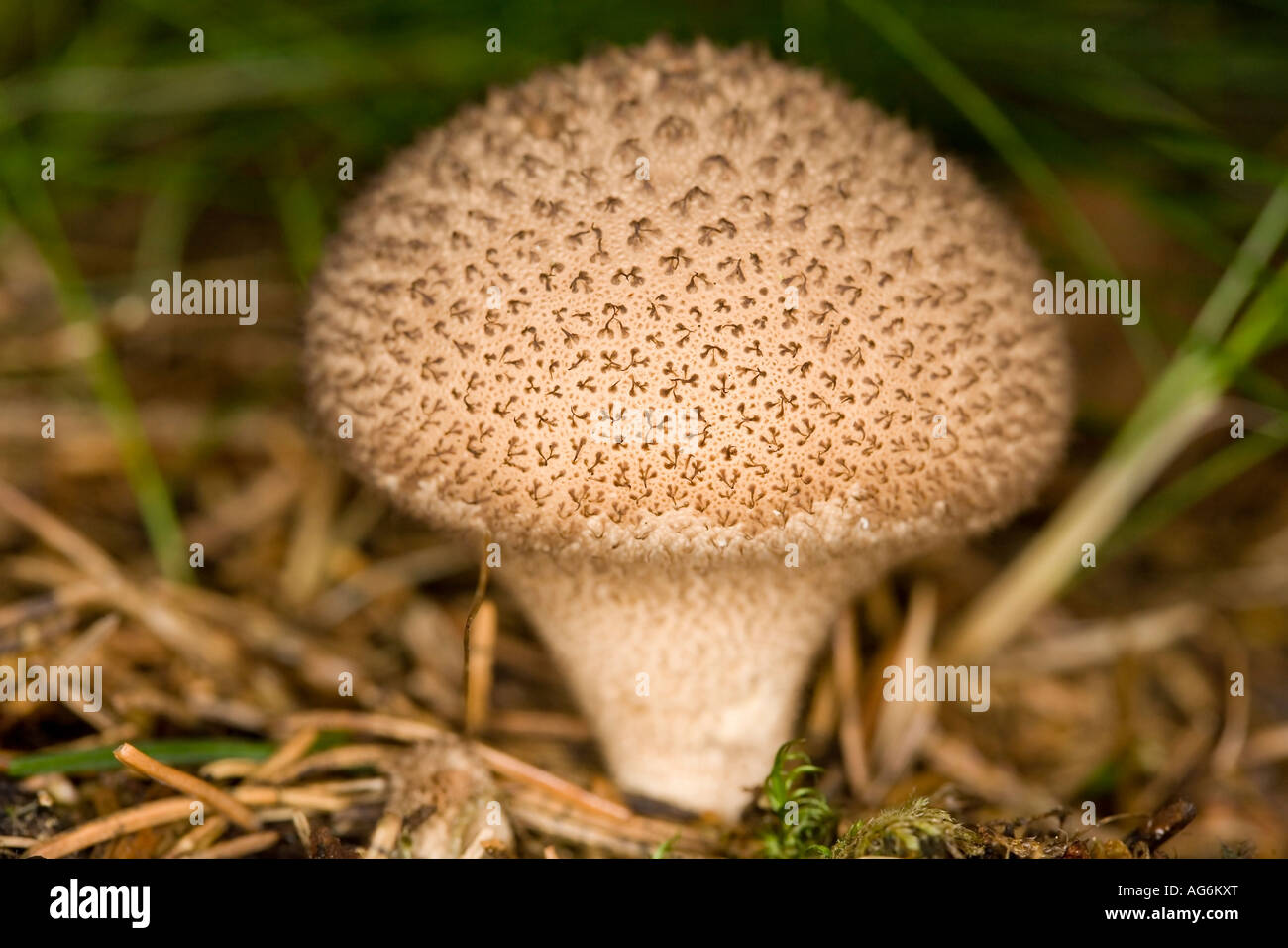 Puffball mushroom hi-res stock photography and images - Alamy