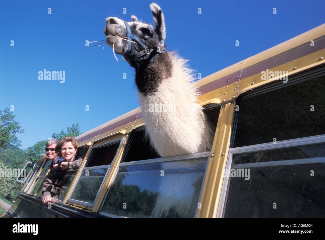 Llama Riding The Bus With A Caucasian Couple Stock Photo - Alamy