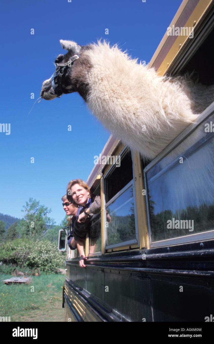 Llama Riding The Bus With A Caucasian Couple Stock Photo - Alamy