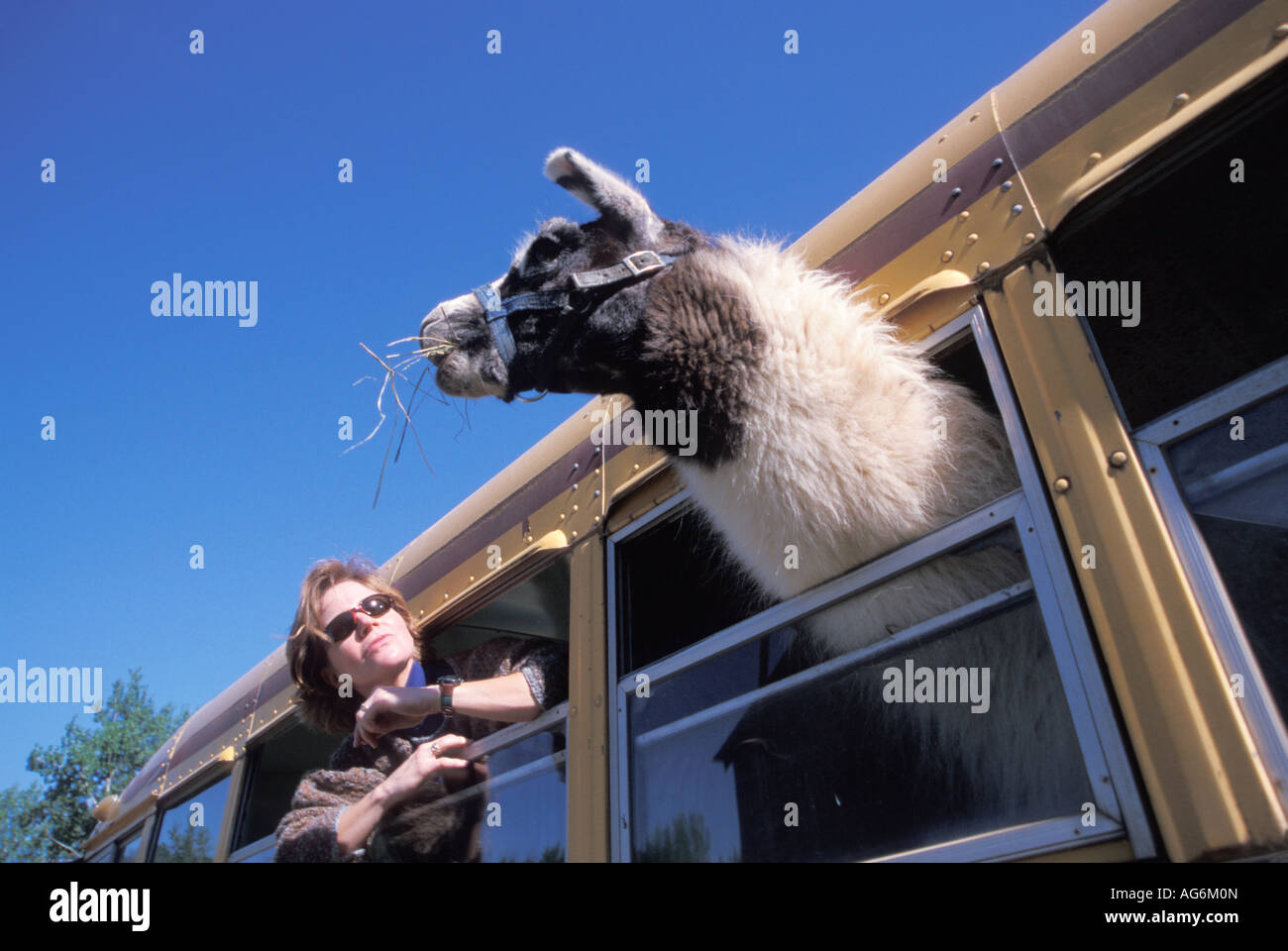 Llama Riding The Bus With A Caucasian Woman Stock Photo - Alamy