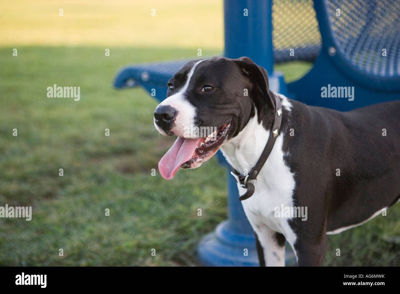 dog waiting patiently Stock Photo - Alamy