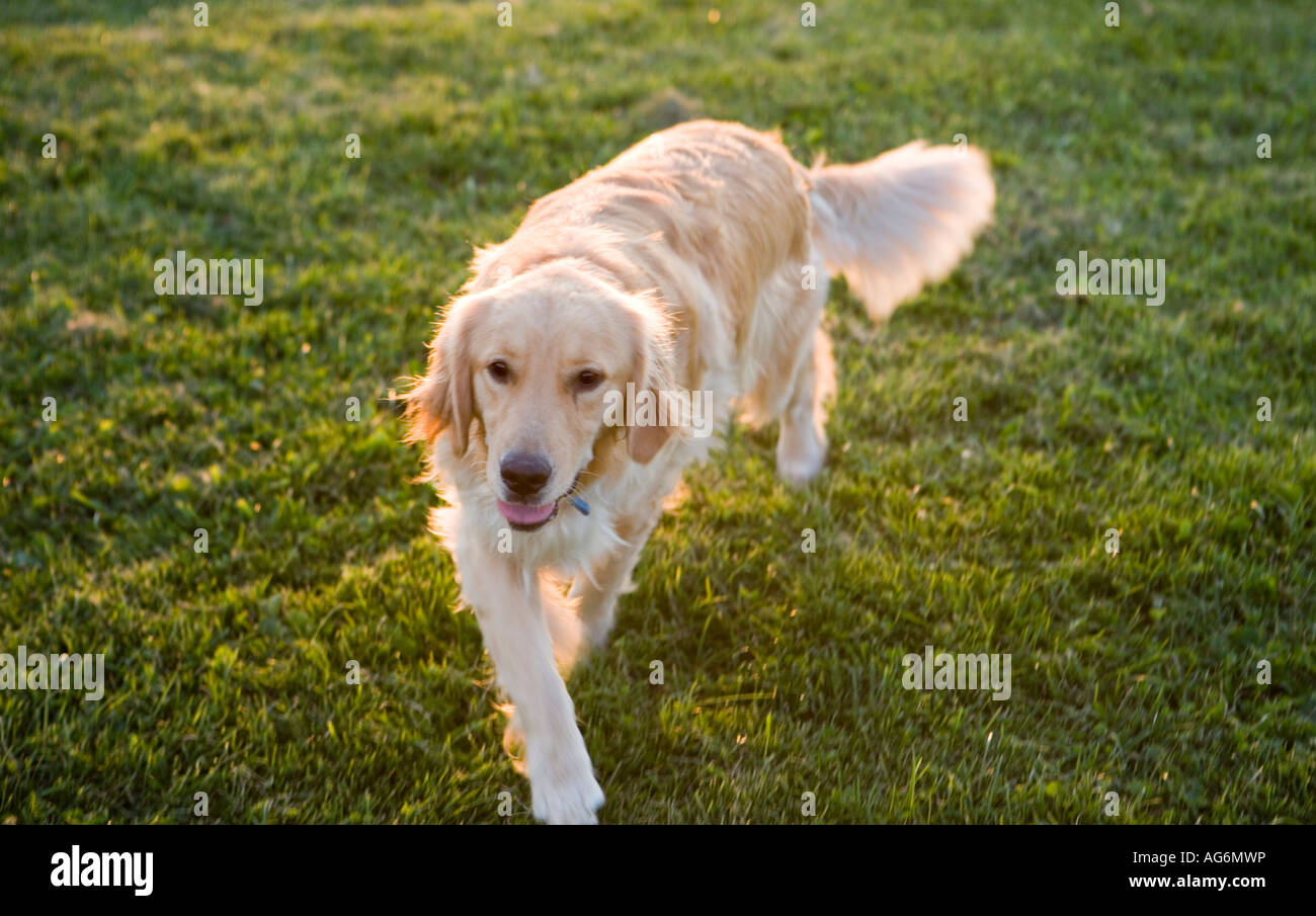 Golden retriever in the park hi-res stock photography and images - Alamy