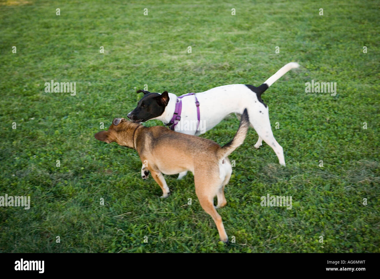 two dogs getting to know eachother at a park, off leash Stock Photo - Alamy