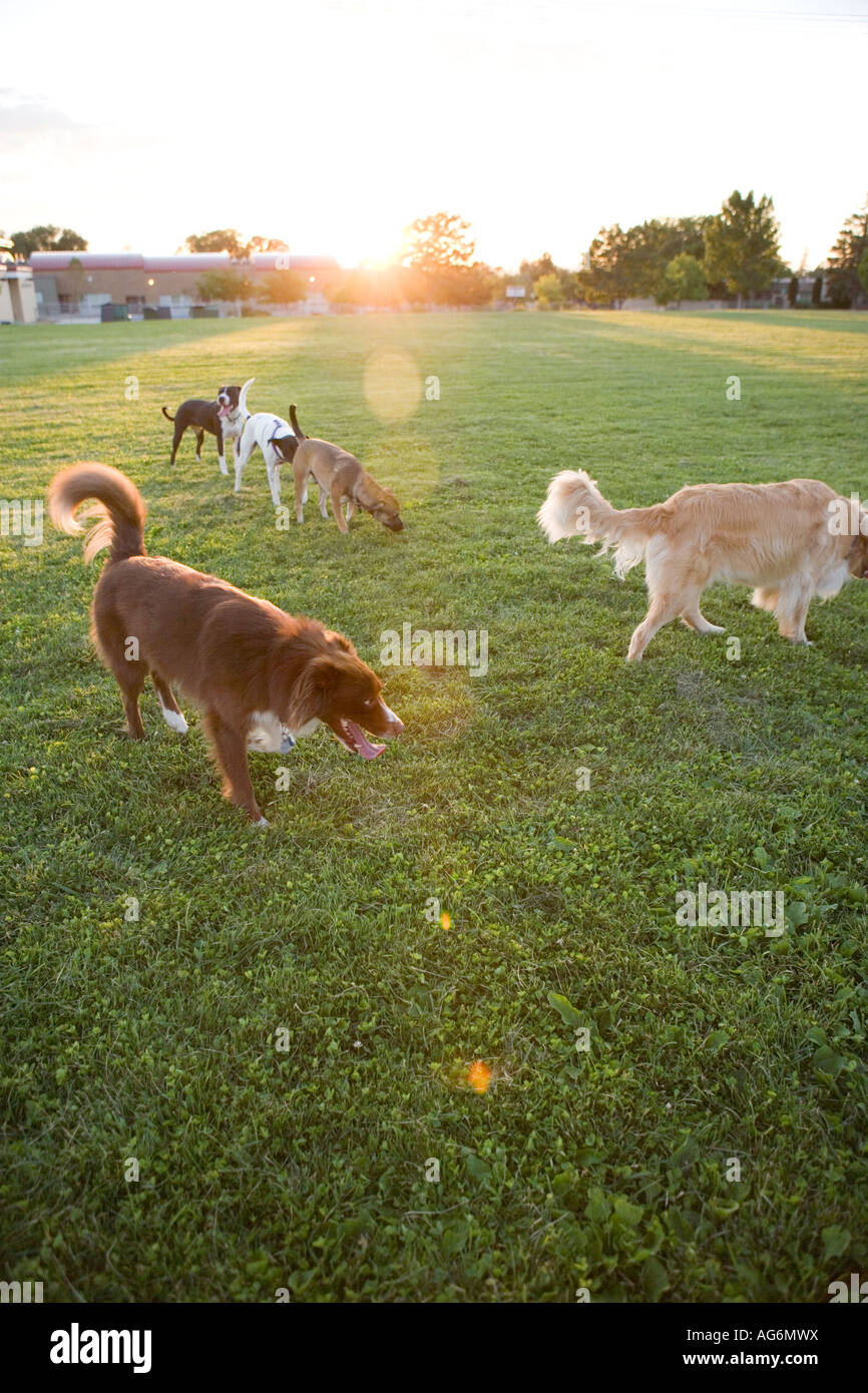 dogs running happily together at a park, sunset Stock Photo - Alamy