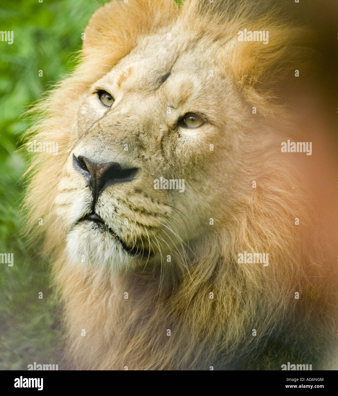 Lion Chester Zoo England Stock Photo - Alamy