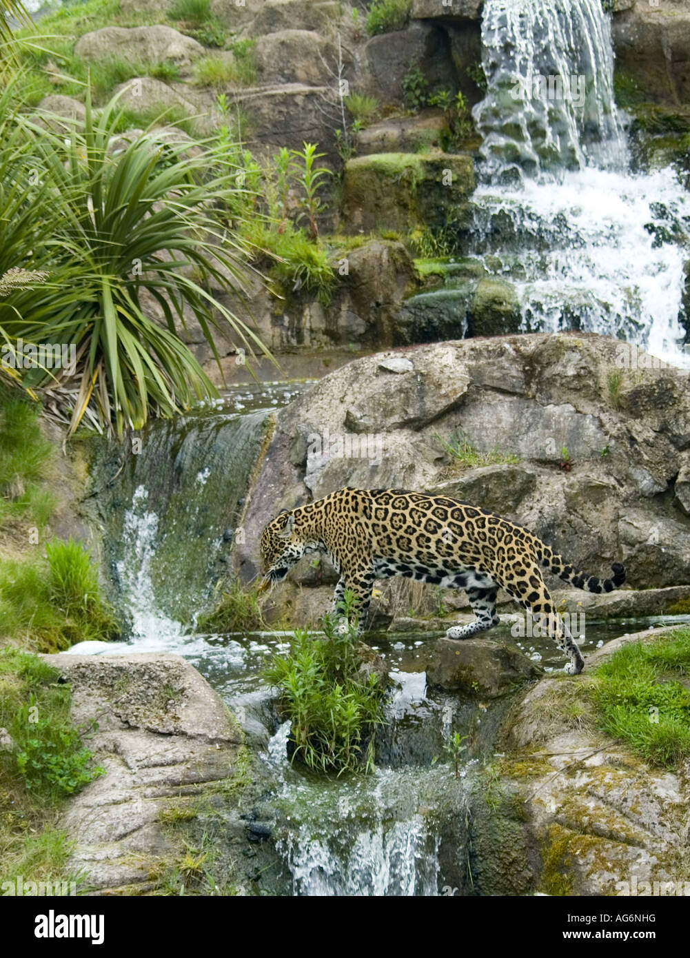 Chester zoo England Stock Photo - Alamy