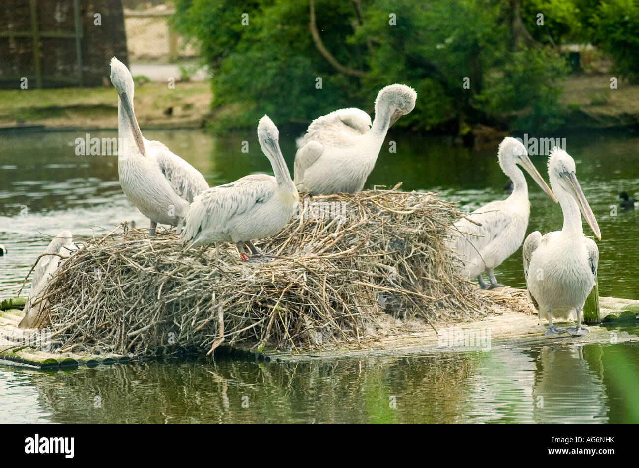 Pelican on a nest Chester Zoo England Stock Photo - Alamy