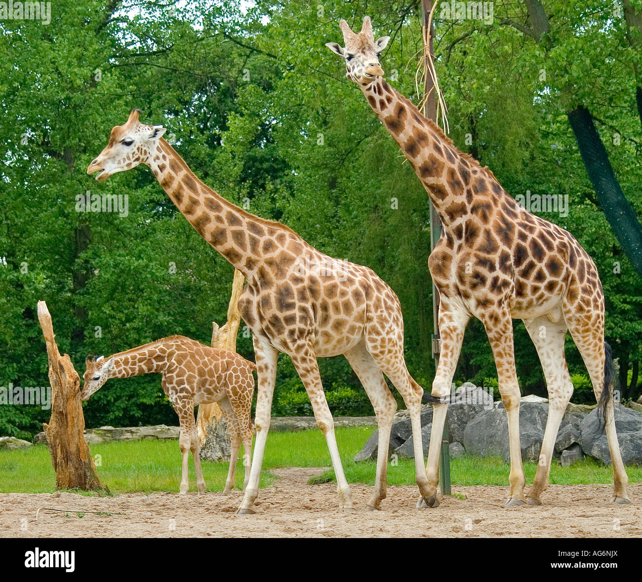Giraffe at Chester Zoo Chester England Stock Photo - Alamy