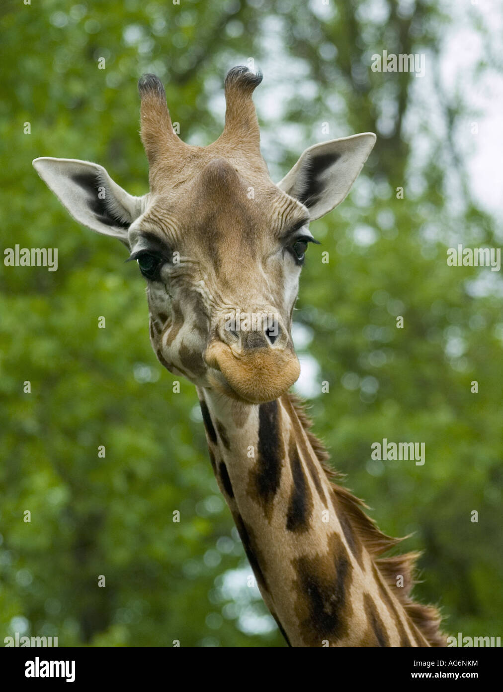Giraffe at Chester Zoo Chester England Stock Photo - Alamy