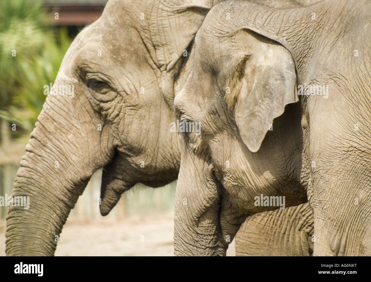 Elephants at Chester Zoo England Stock Photo - Alamy