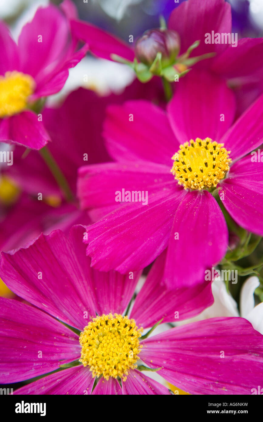 Purple cosmo flower hi-res stock photography and images - Alamy