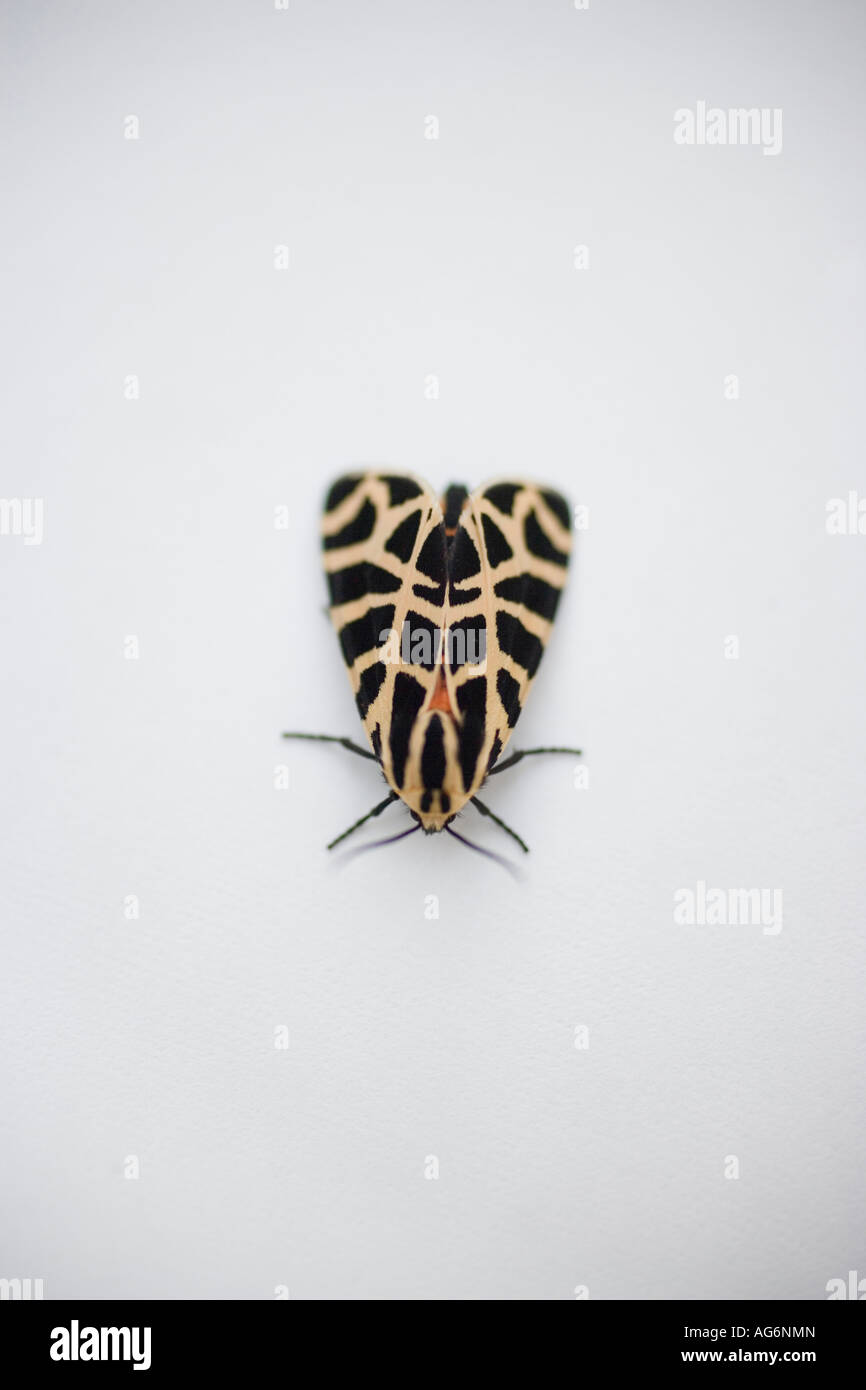 moth with unique pattern on wings Stock Photo - Alamy