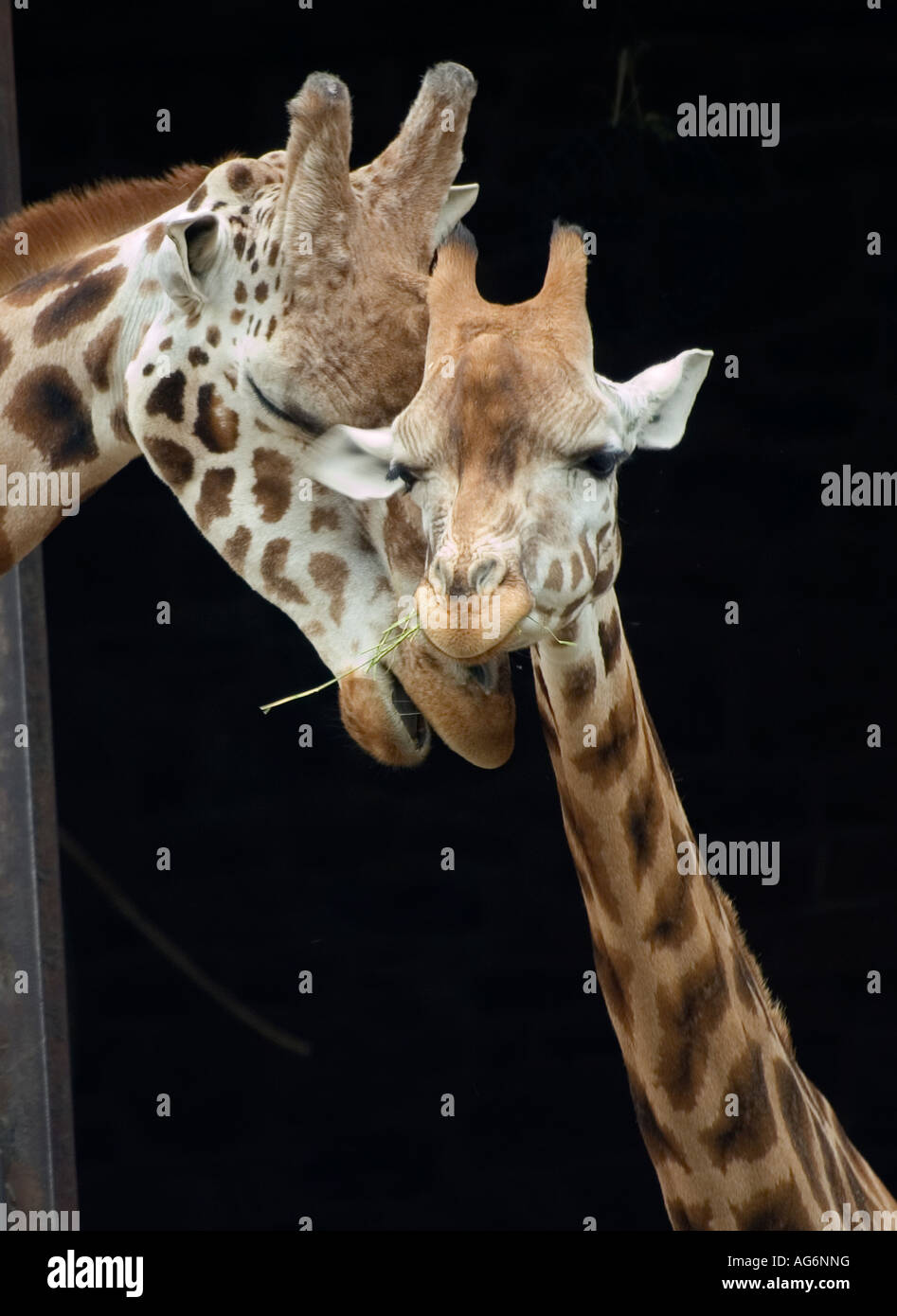 Giraffe at Chester Zoo Chester England Stock Photo - Alamy