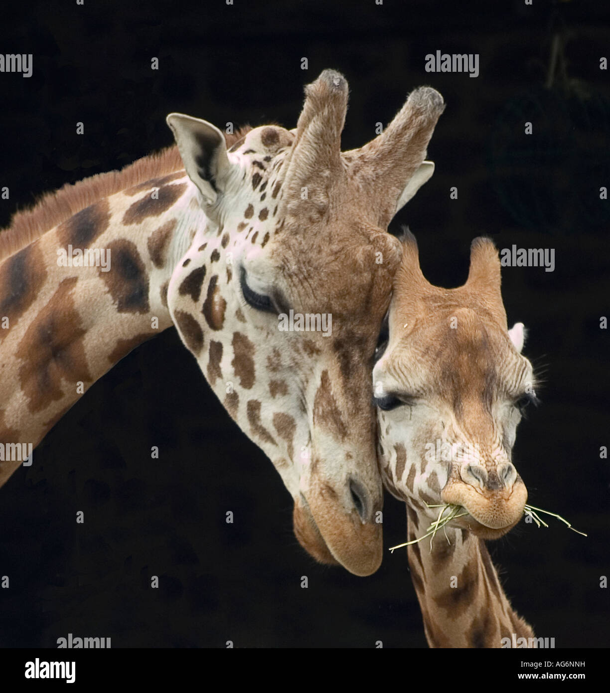Giraffe at Chester Zoo Chester England Stock Photo - Alamy