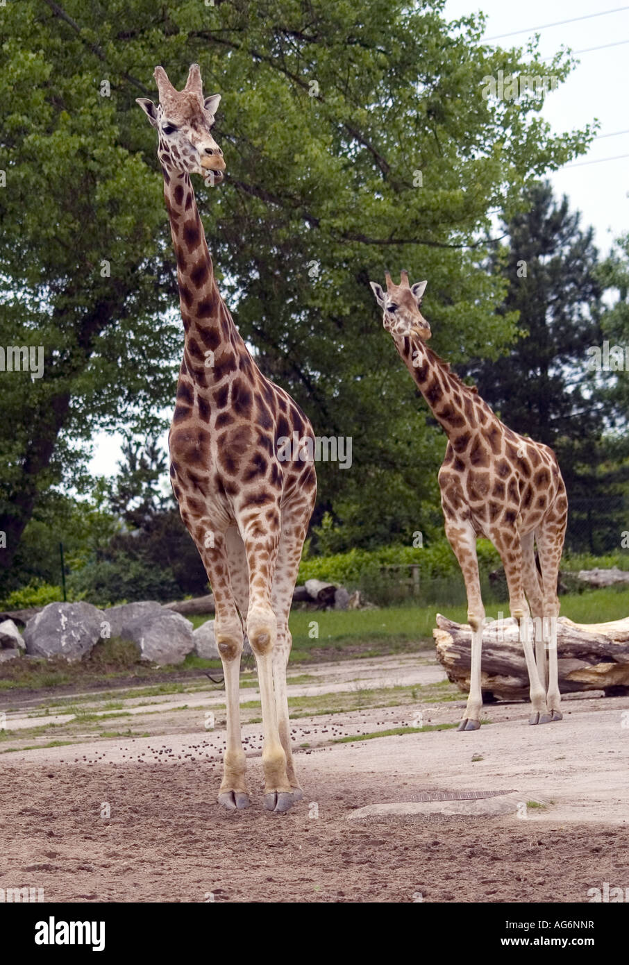 Giraffe at Chester Zoo Chester England Stock Photo - Alamy