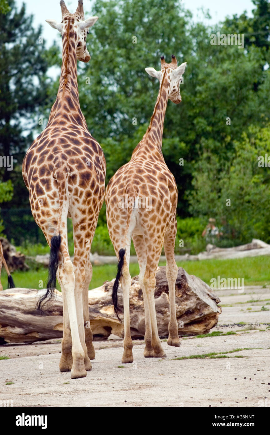 Giraffe at Chester Zoo Chester England Stock Photo - Alamy