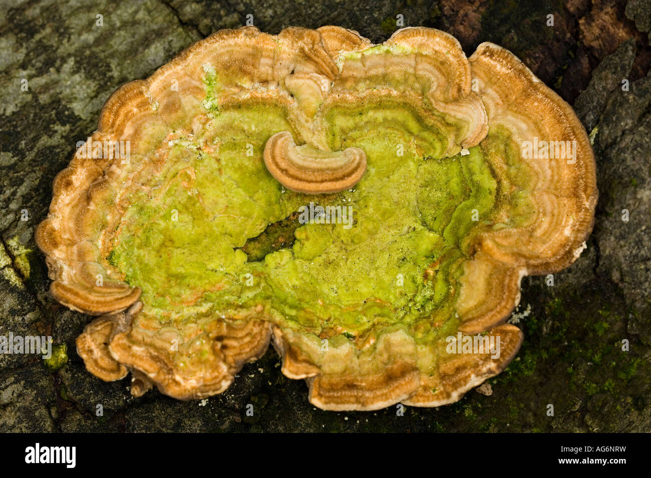 Fungus vegetation hi-res stock photography and images - Alamy