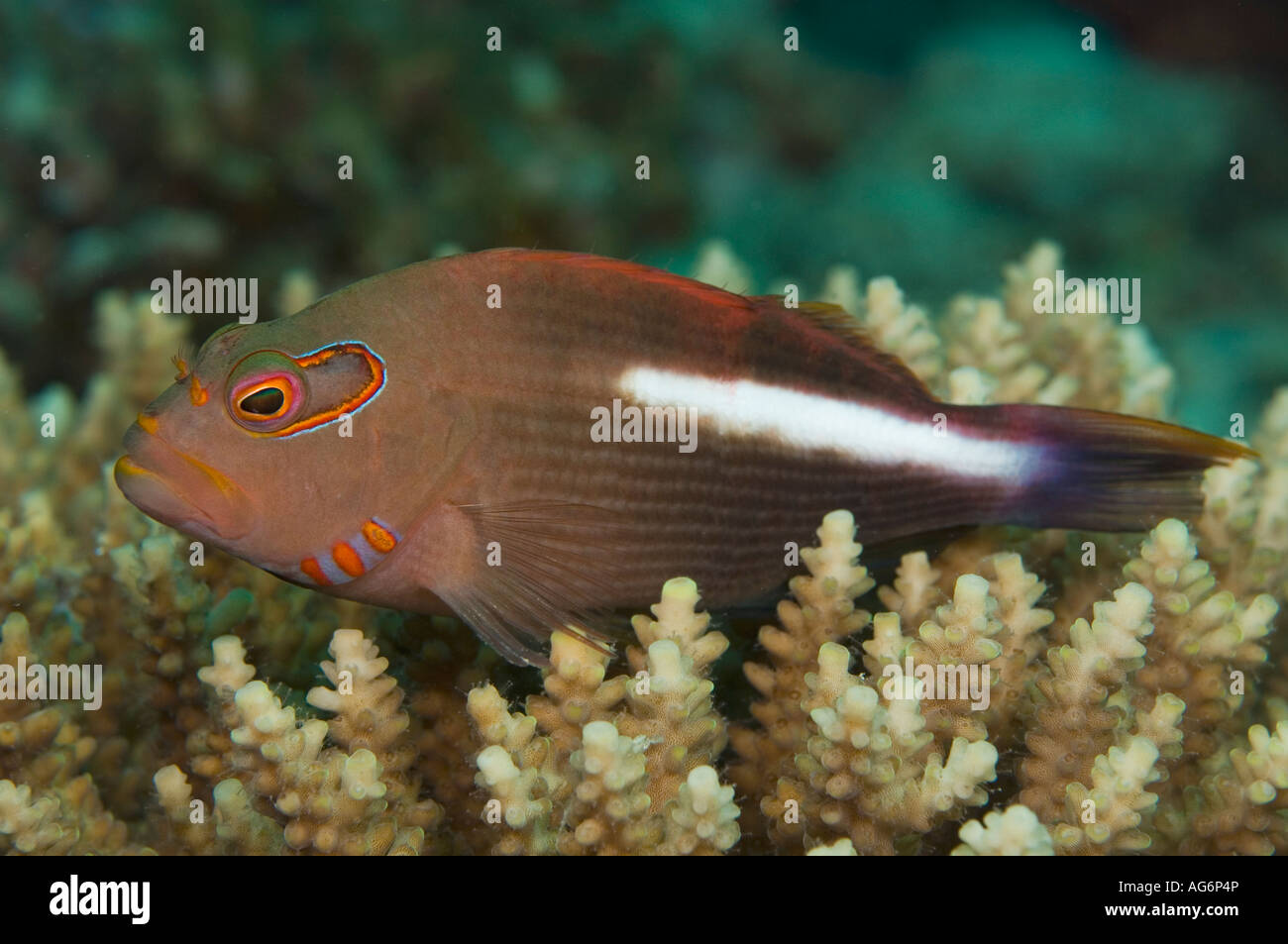 Arceye Hawkfish (Paracirrhites arcatus) in Beqa Lagoon, Fiji Islands ...