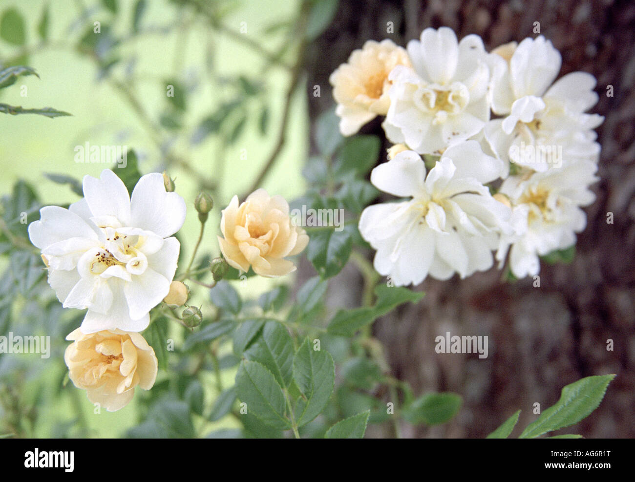 Rosa Helenae hybrida rose climbing on a tree Stock Photo - Alamy