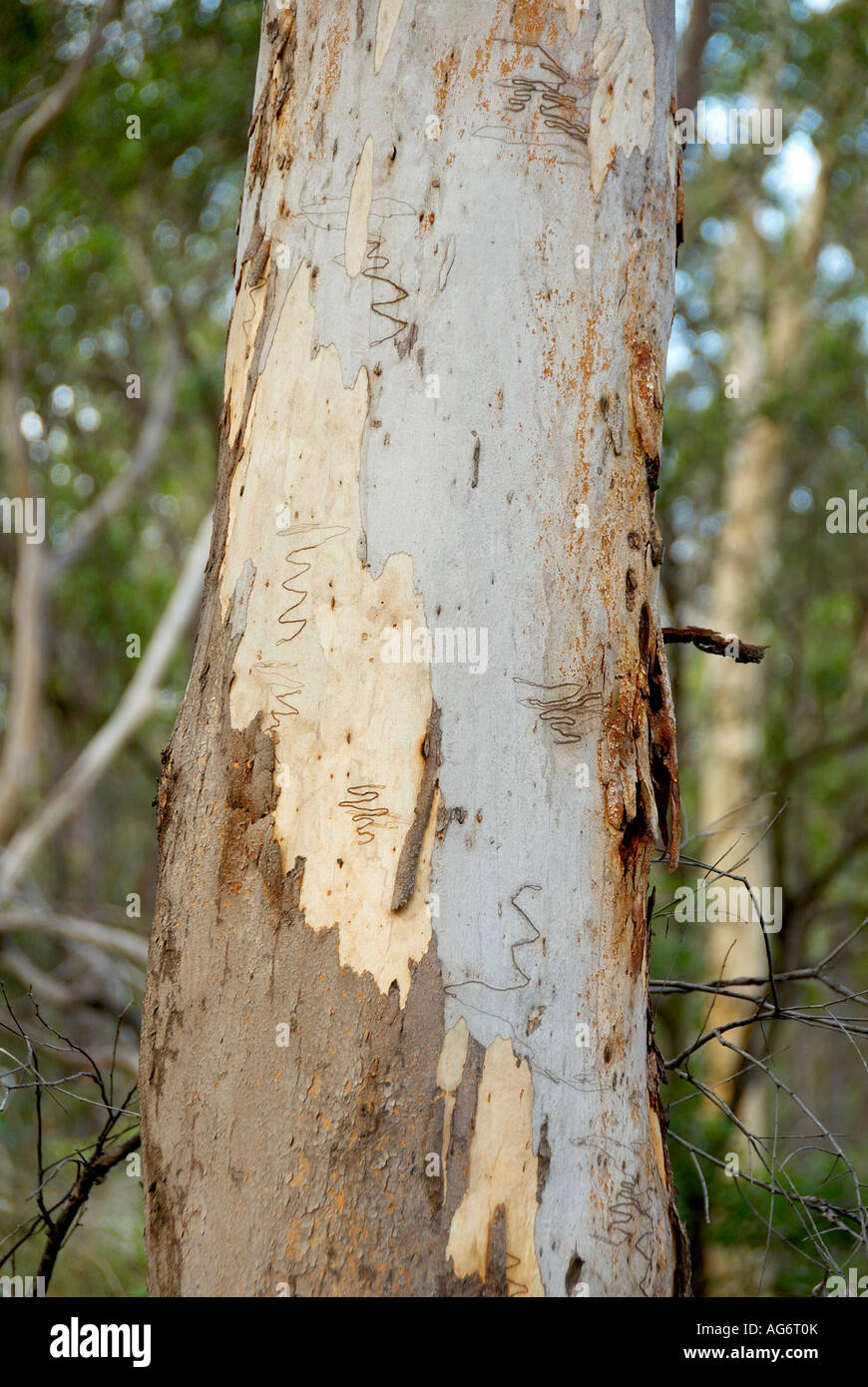 Scribbly gum bark Eucalyptus signata Stock Photo - Alamy