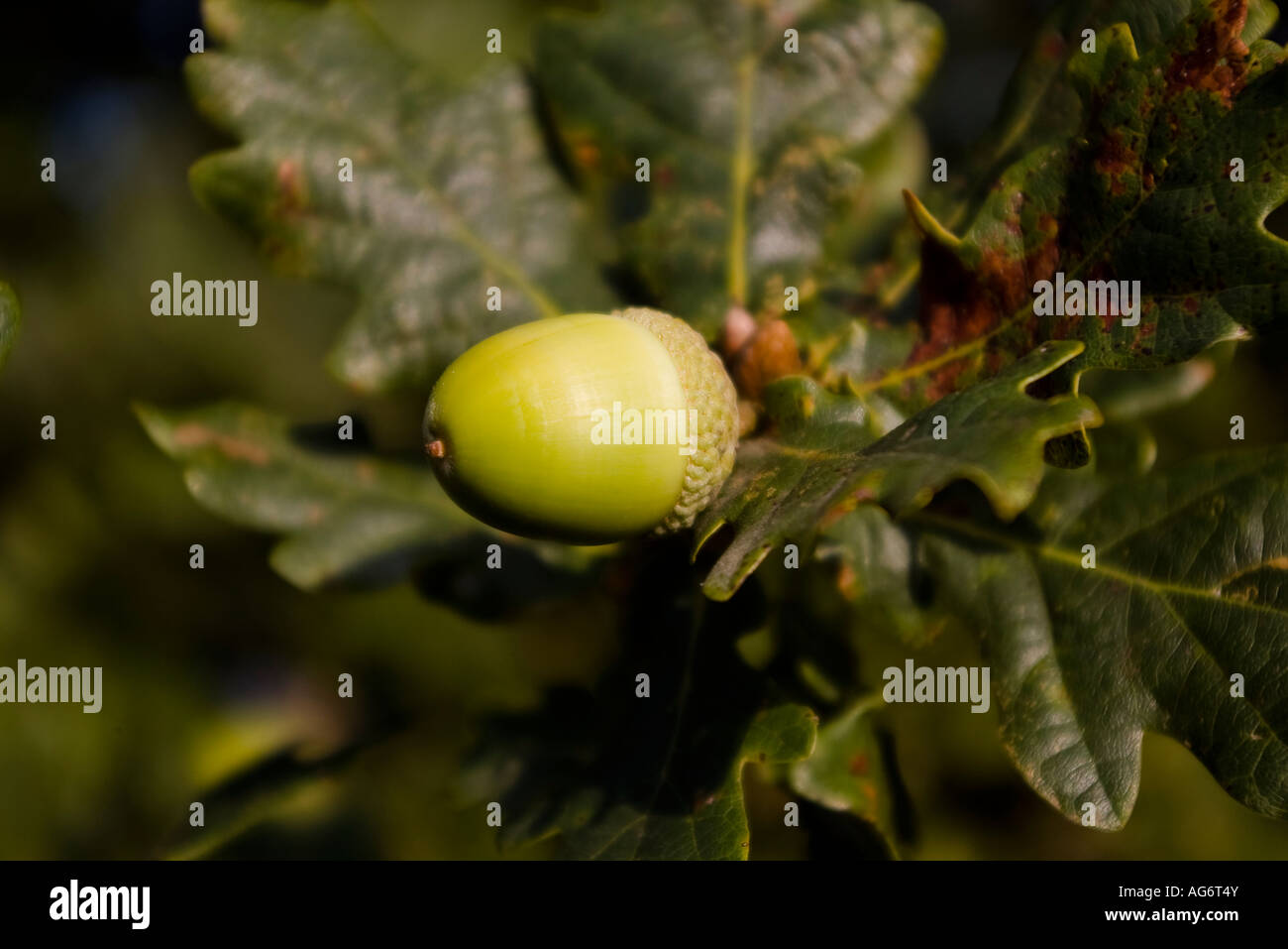 Young acorn hi-res stock photography and images - Alamy