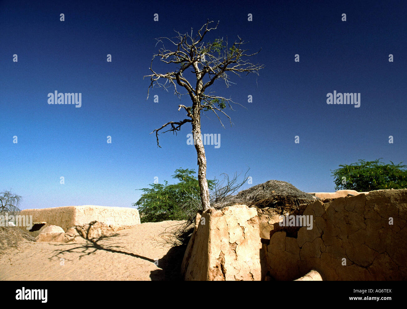 India Rajasthan Thar Desert Khuri village tree Stock Photo - Alamy