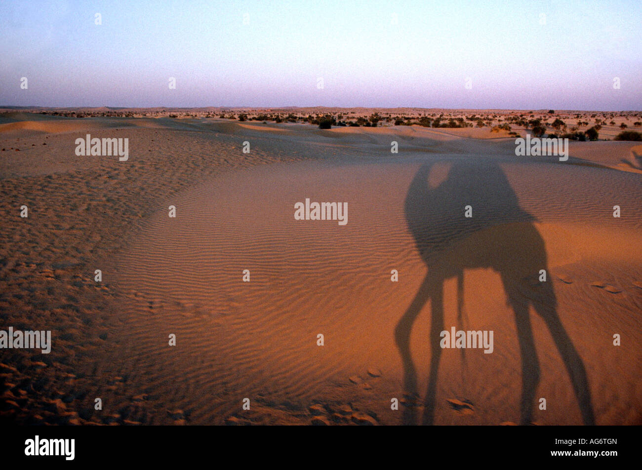 India Rajasthan Thar Desert shadow of camel on sand dunes Stock Photo ...