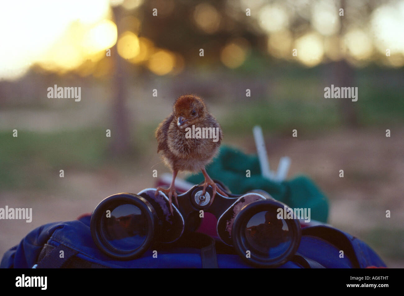 Baby bird on binoculars Stock Photo - Alamy