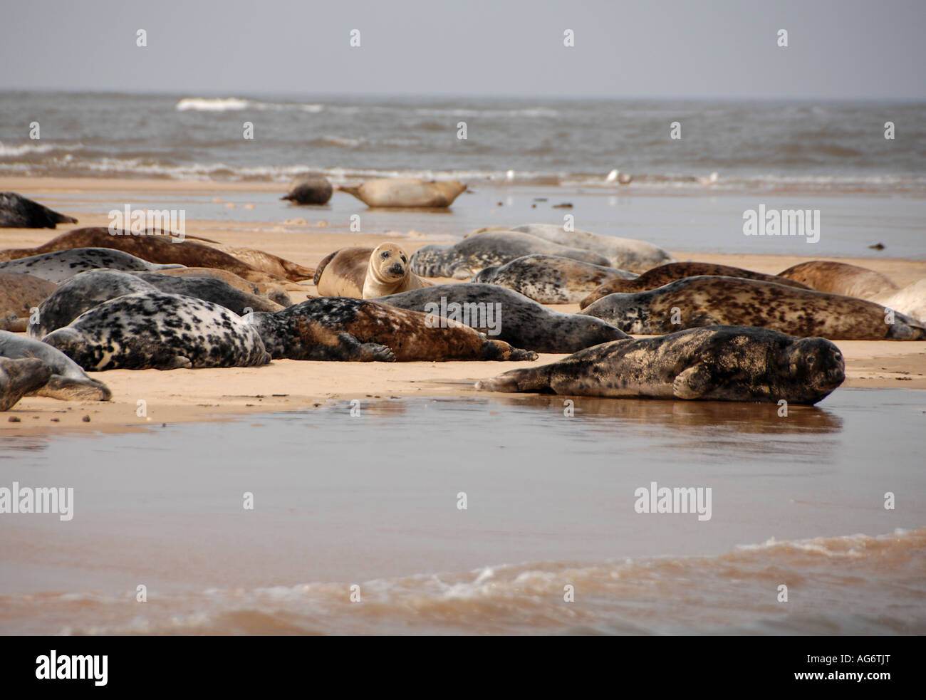 Grey & Common Seals Blakeney point norfolk Stock Photo - Alamy