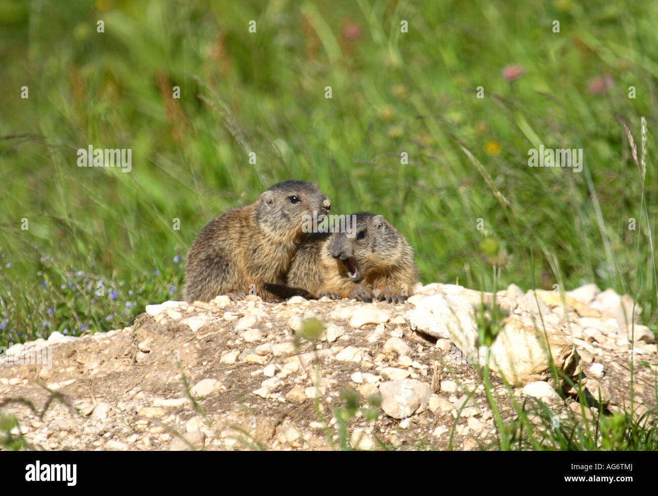 Humoristic behavior hi-res stock photography and images - Alamy