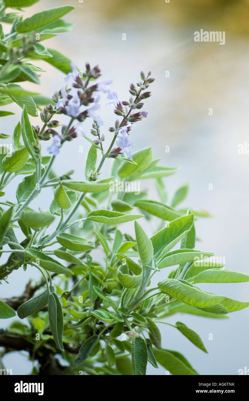 a plant of sage Stock Photo - Alamy